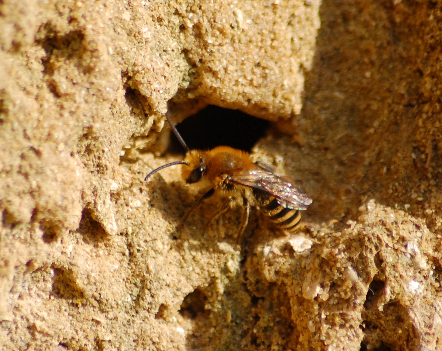 Solitary bees - Bumblebee Conservation Trust Solitary bees - Bumblebee Conservation Trust