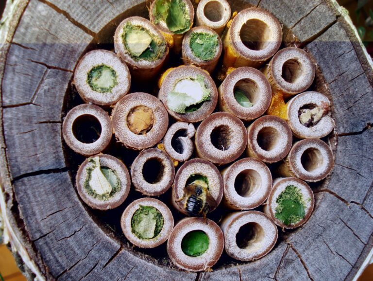 A brief guide to solitary bee nest boxes - Bumblebee Conservation Trust
