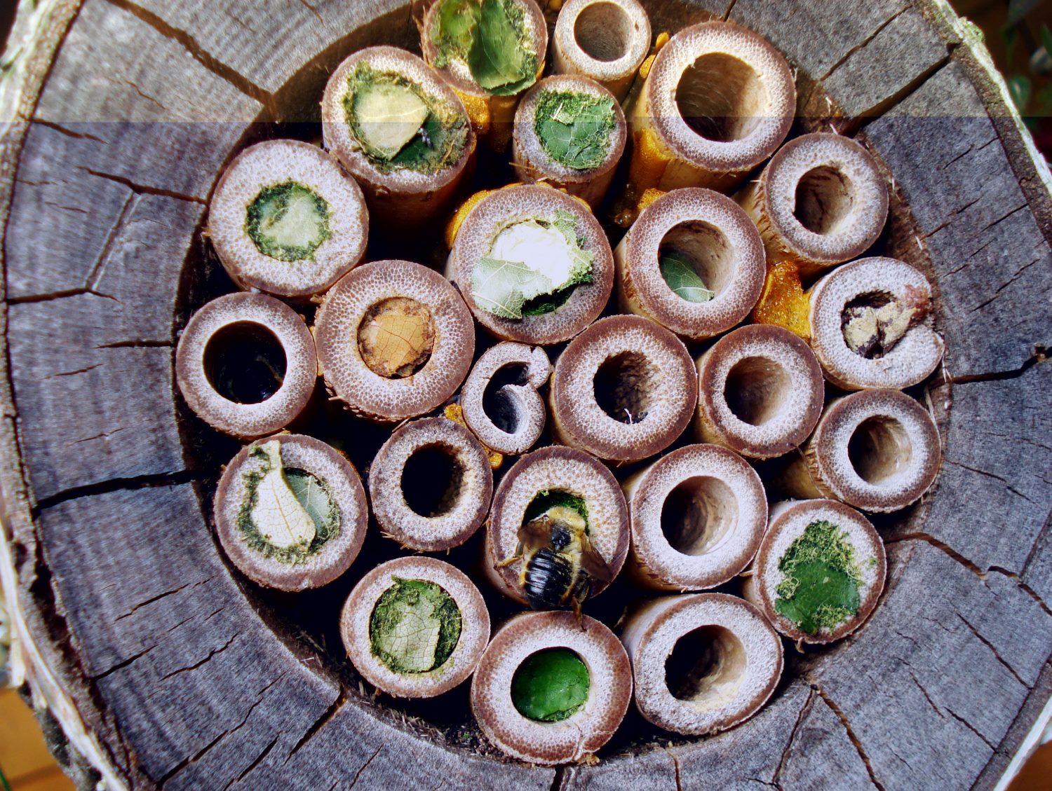 Patchwork leaf-cutter bee - Bumblebee Conservation Trust