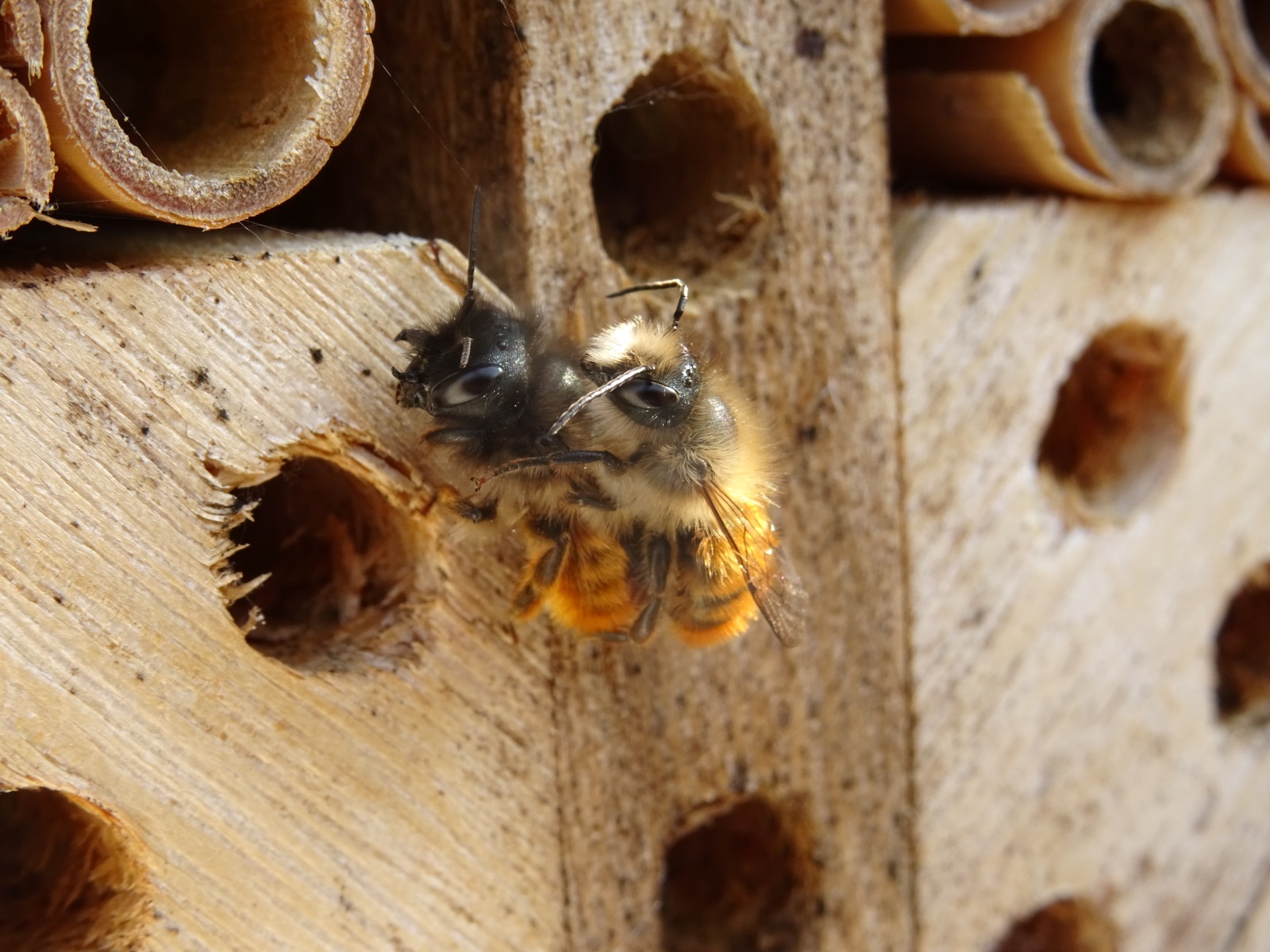 Mason Bees How We Can Help Solitary Bees | Forestry And Land Scotland