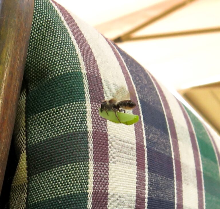A brief guide to solitary bee nest boxes - Bumblebee Conservation Trust