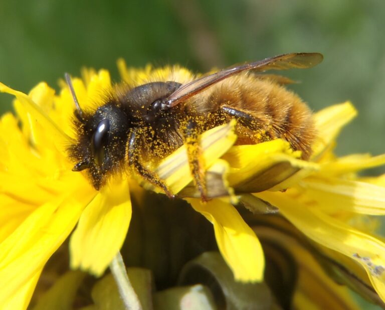 Red mason bee - Bumblebee Conservation Trust