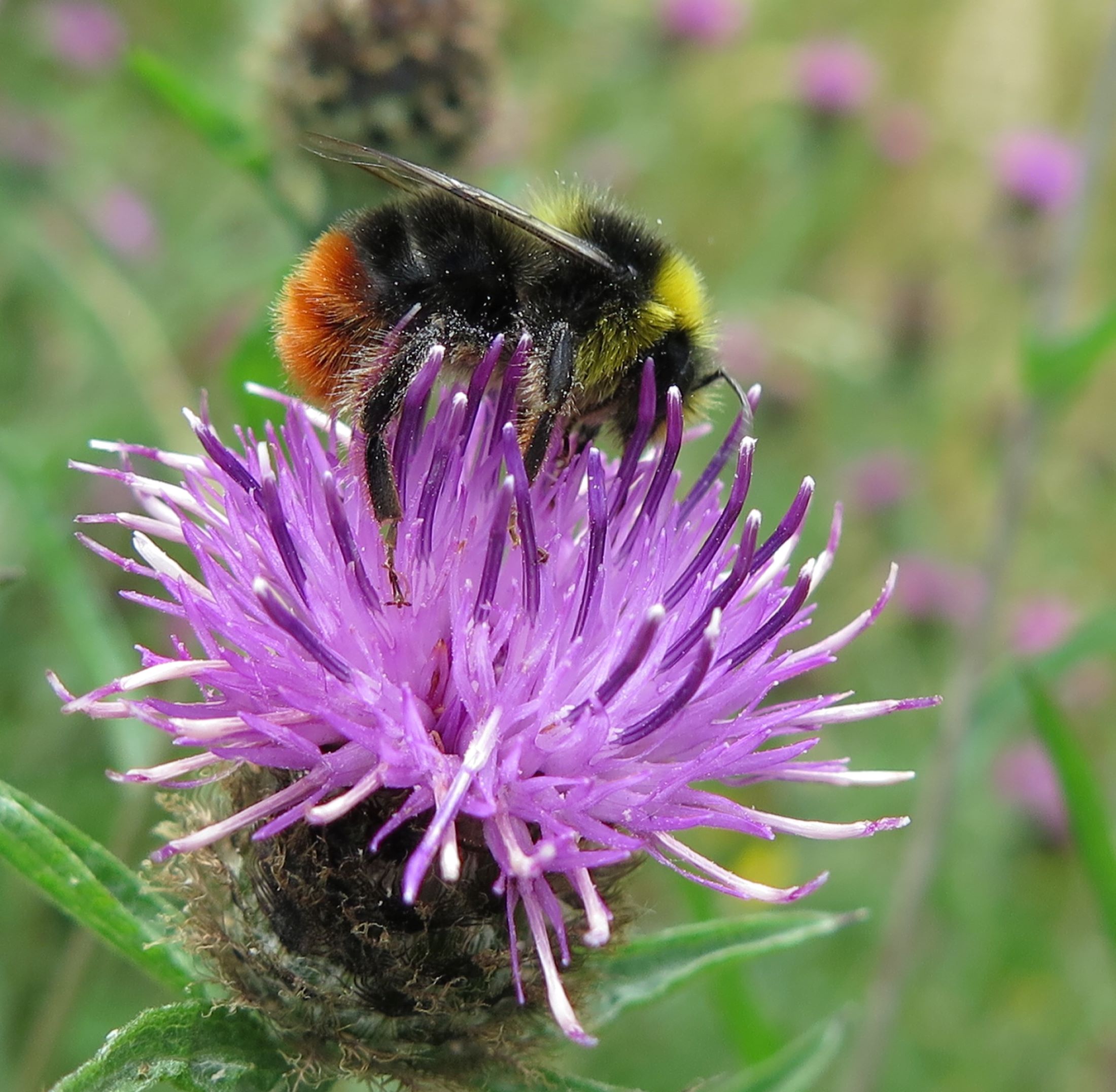 British bumblebee numbers plummet in 2024 - Bumblebee Conservation Trust