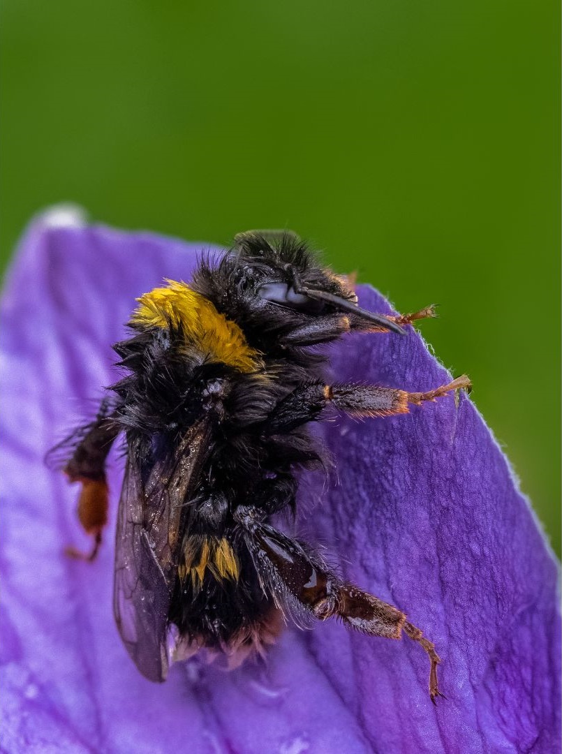 Where are all the bumblebees? - Bumblebee Conservation Trust
