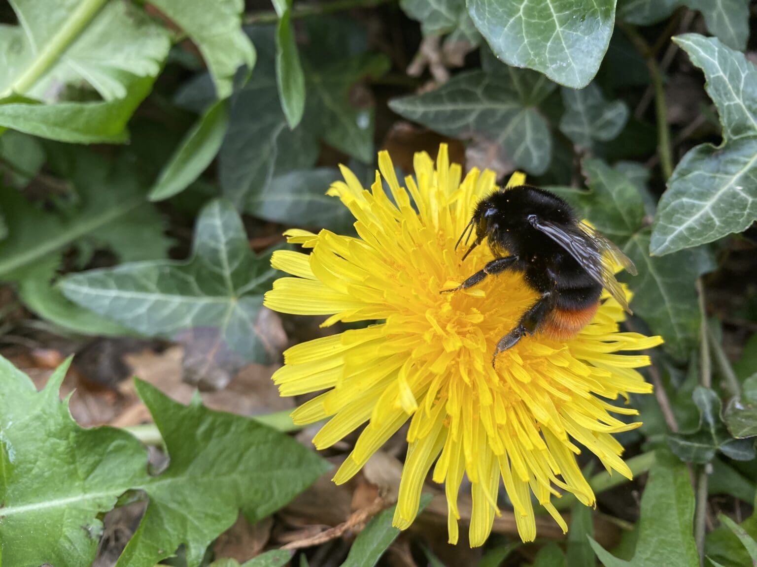Where are all the bumblebees? - Bumblebee Conservation Trust