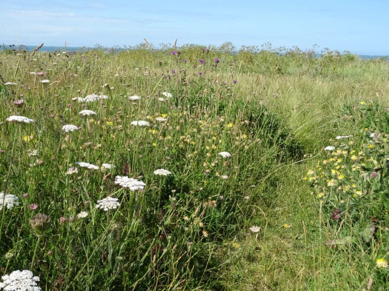Success at Foreness Point five years on! - Bumblebee Conservation Trust
