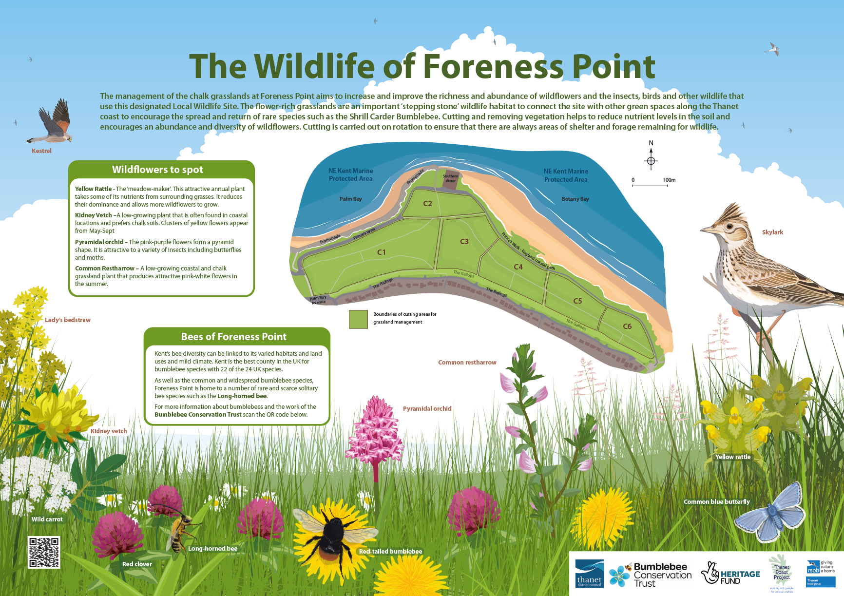 Success at Foreness Point five years on! - Bumblebee Conservation Trust