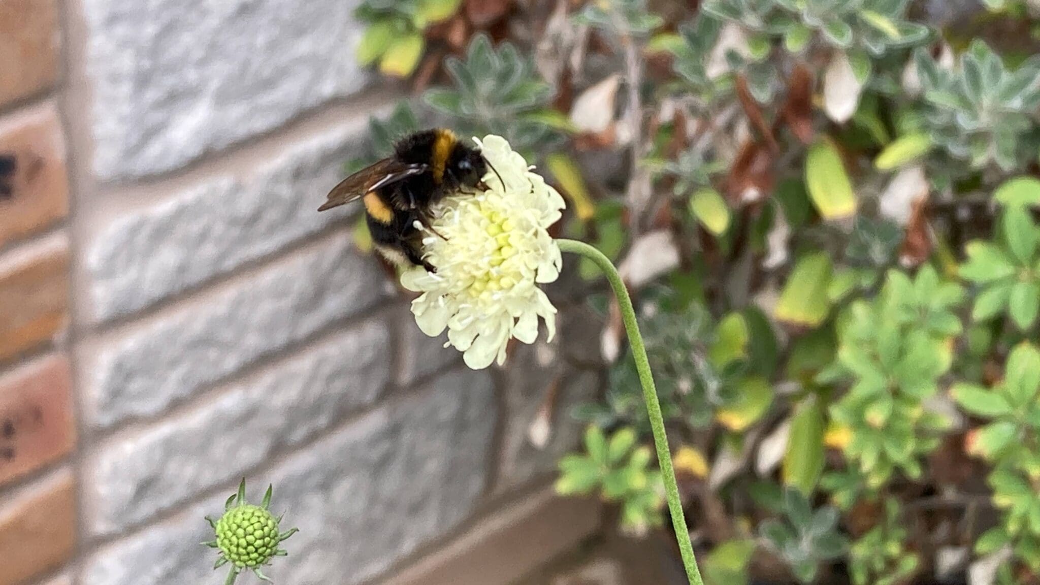 From new build to bumblebee haven in Devon! - Bumblebee Conservation Trust