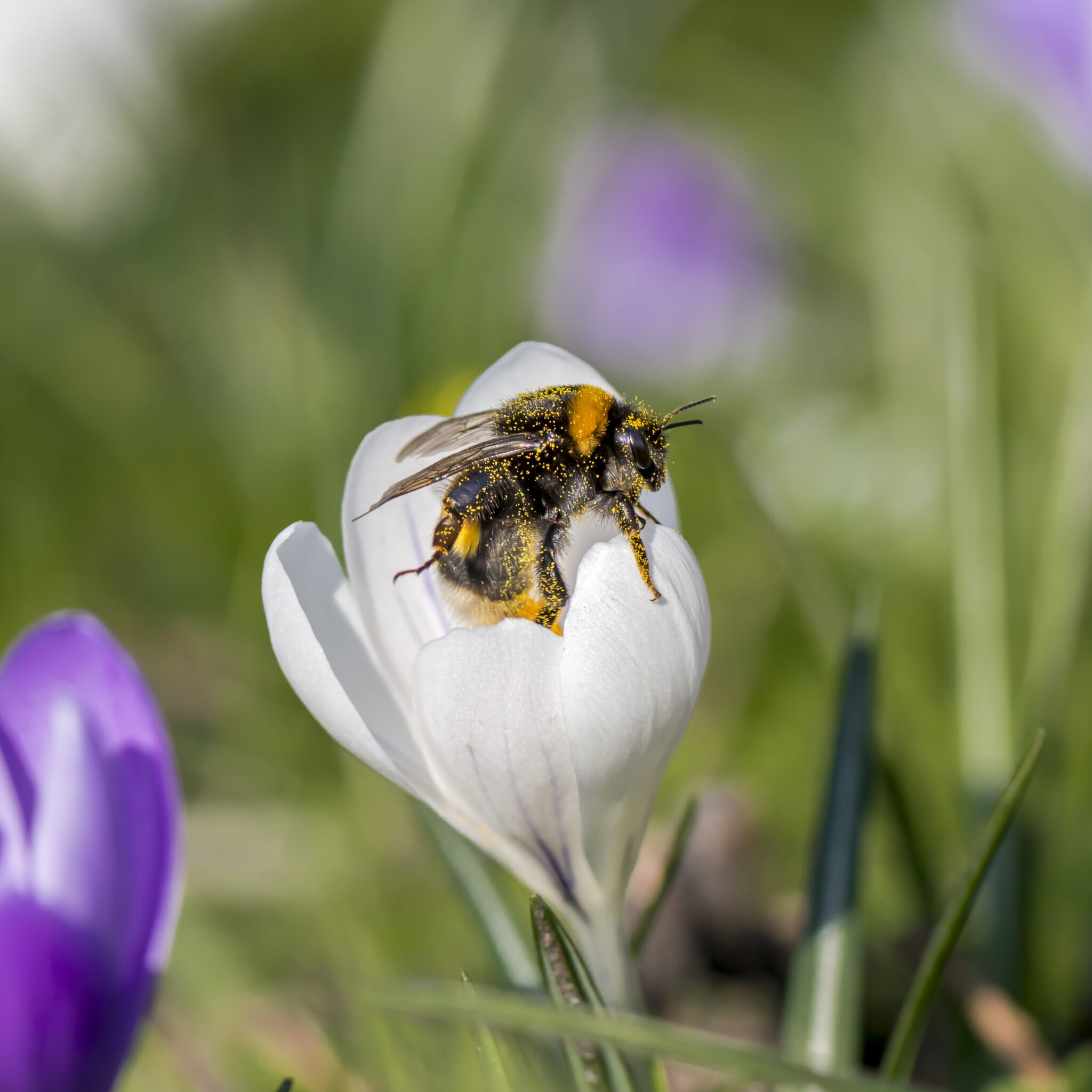 The UK's bumblebees are in crisis - Bumblebee Conservation Trust