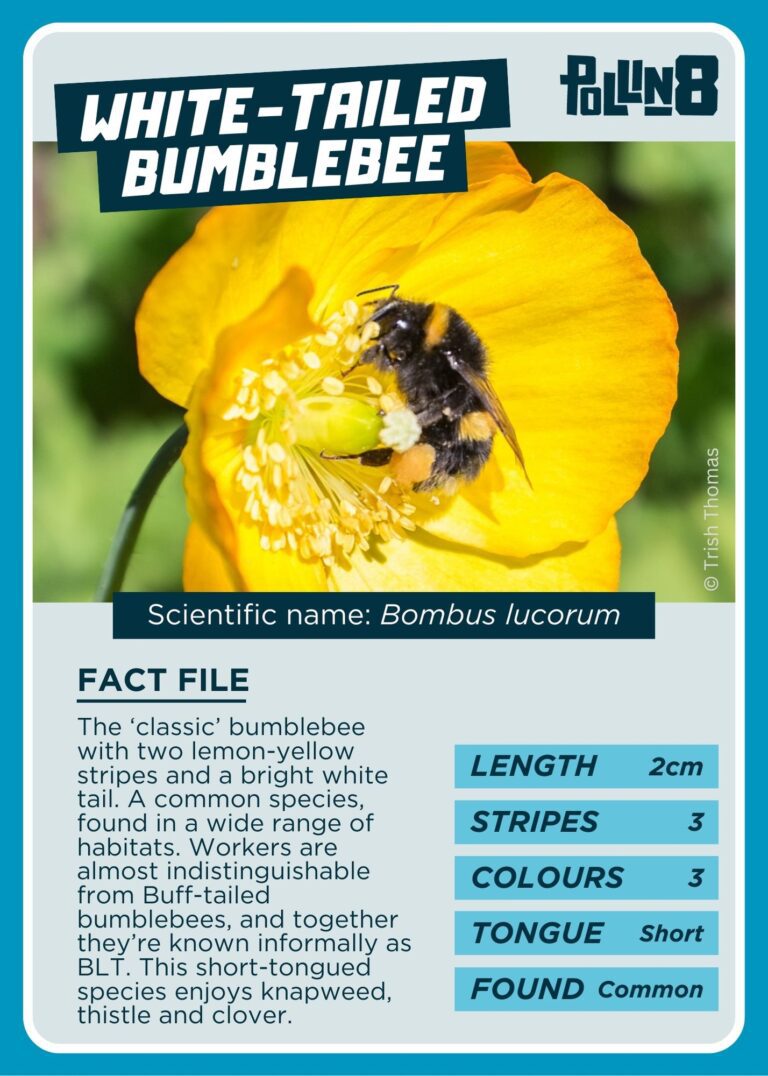 Pollin8 resources - Bumblebee Conservation Trust