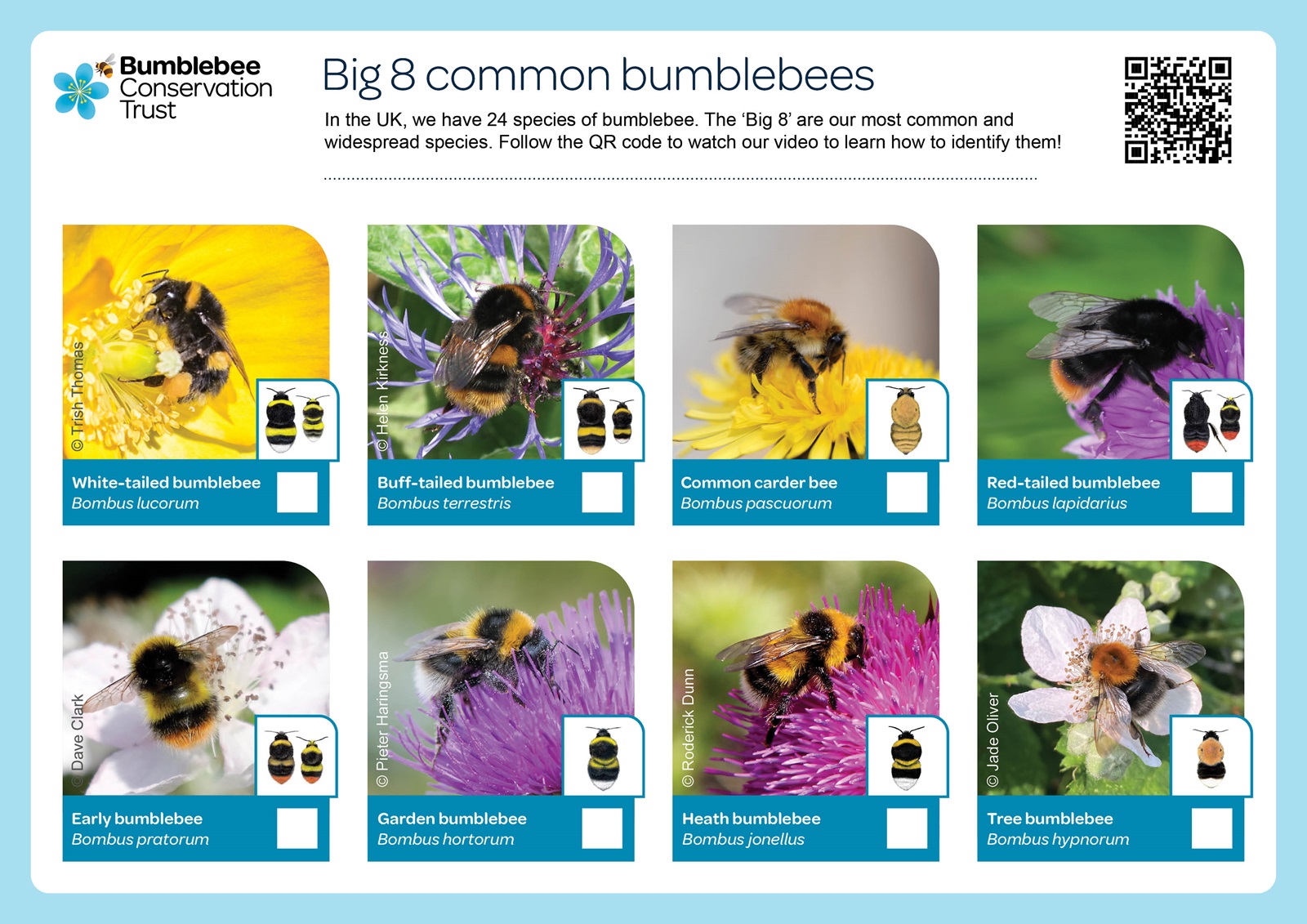 Pollin8 resources - Bumblebee Conservation Trust