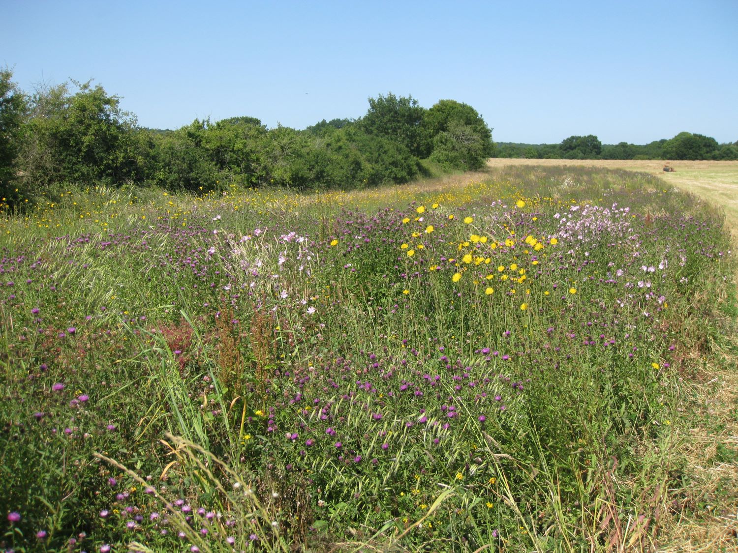 Supporting Nature-Friendly Farming - Bumblebee Conservation Trust
