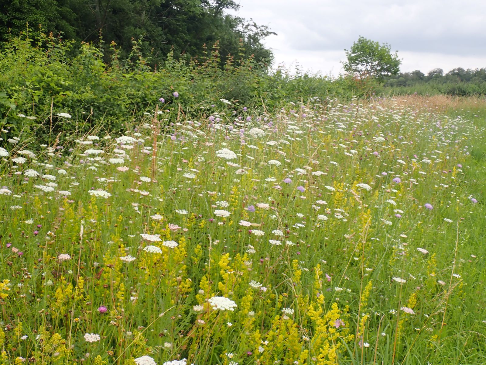 Supporting Nature-Friendly Farming - Bumblebee Conservation Trust