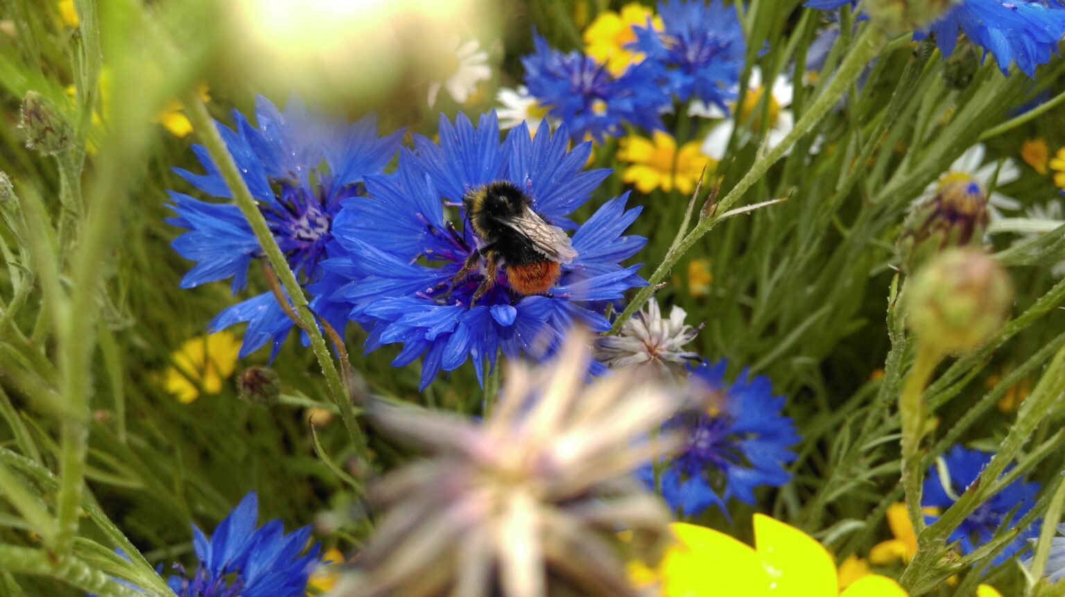 UK bumblebees still struggling despite a year of ideal weather ...